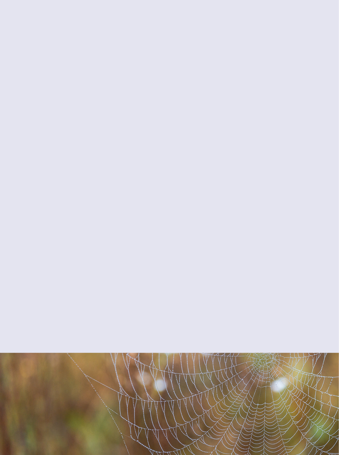 Cobweb - Curator Paints EU